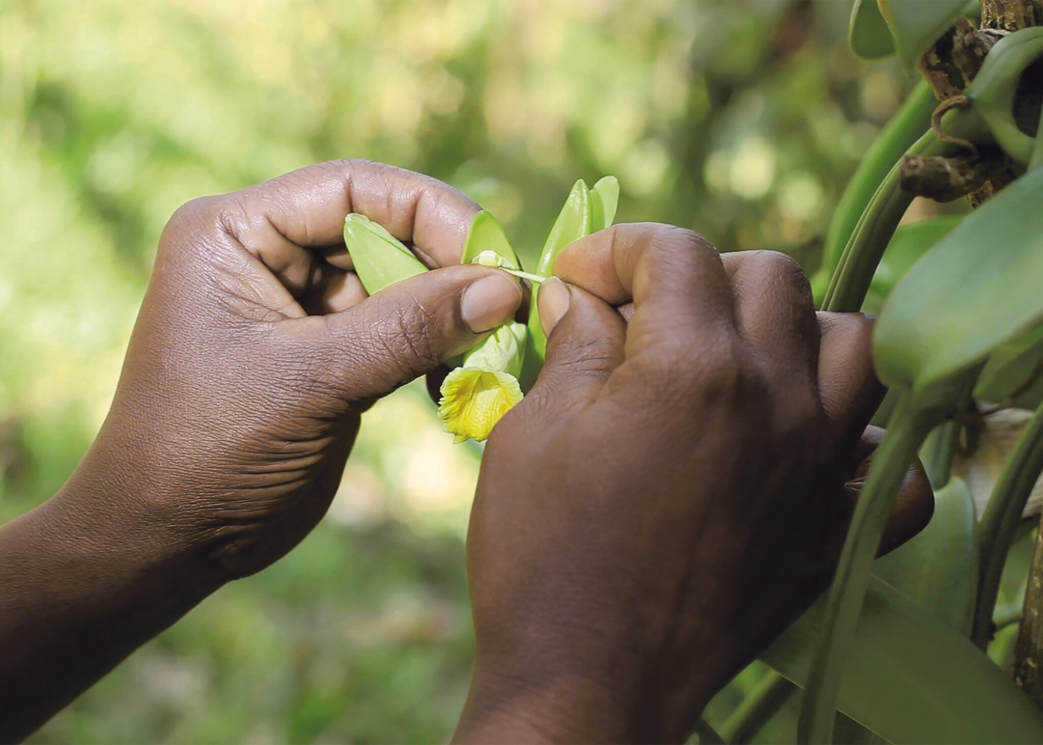 Madagascar: Queen Vanilla - always inspiring more...