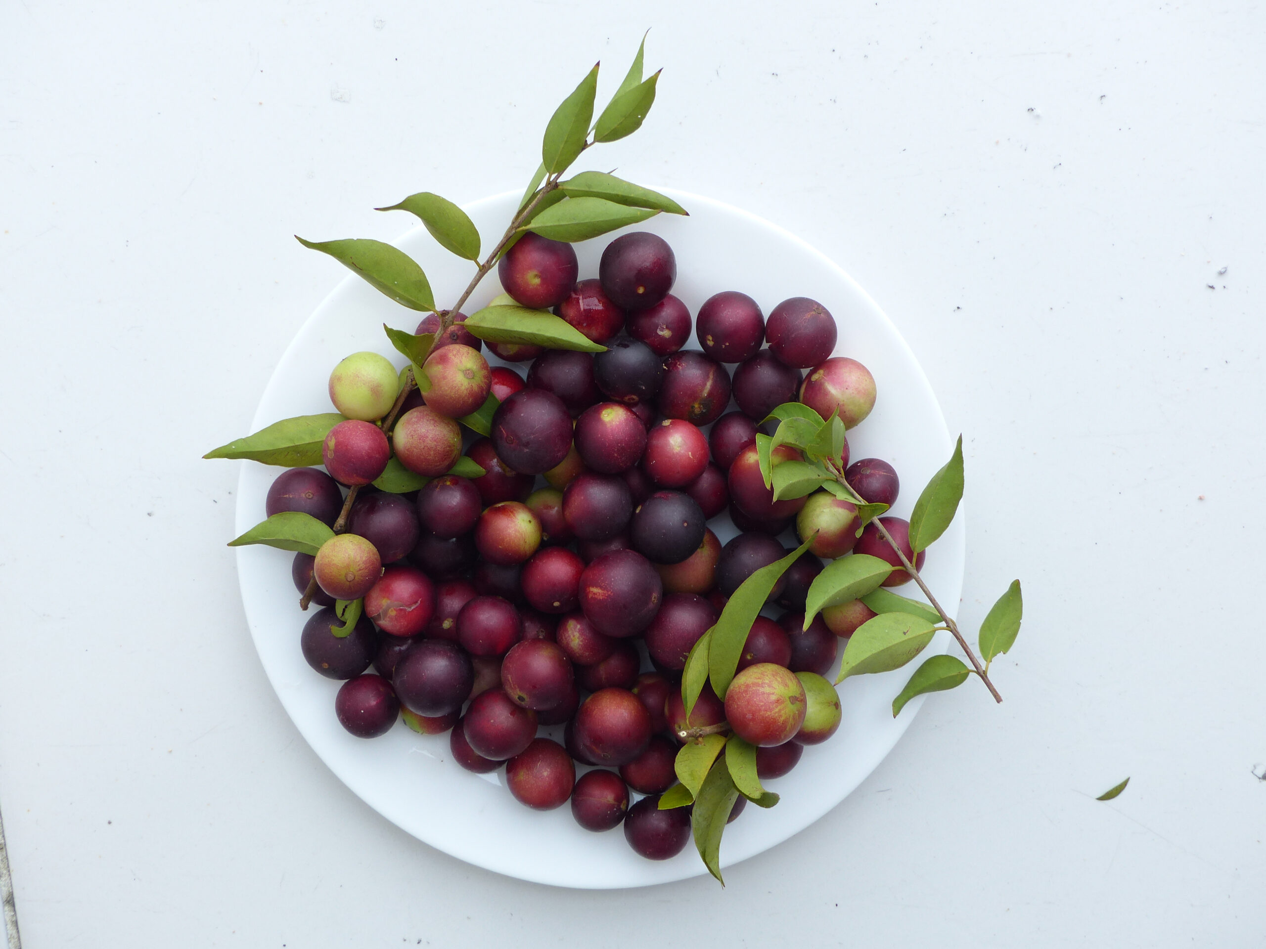 Peruvian Fruits - always inspiring more...