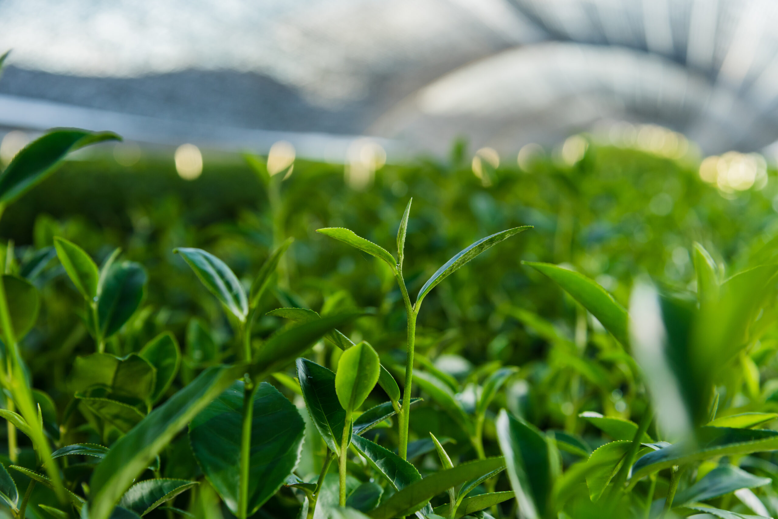 Magnificent Matcha - always inspiring more...