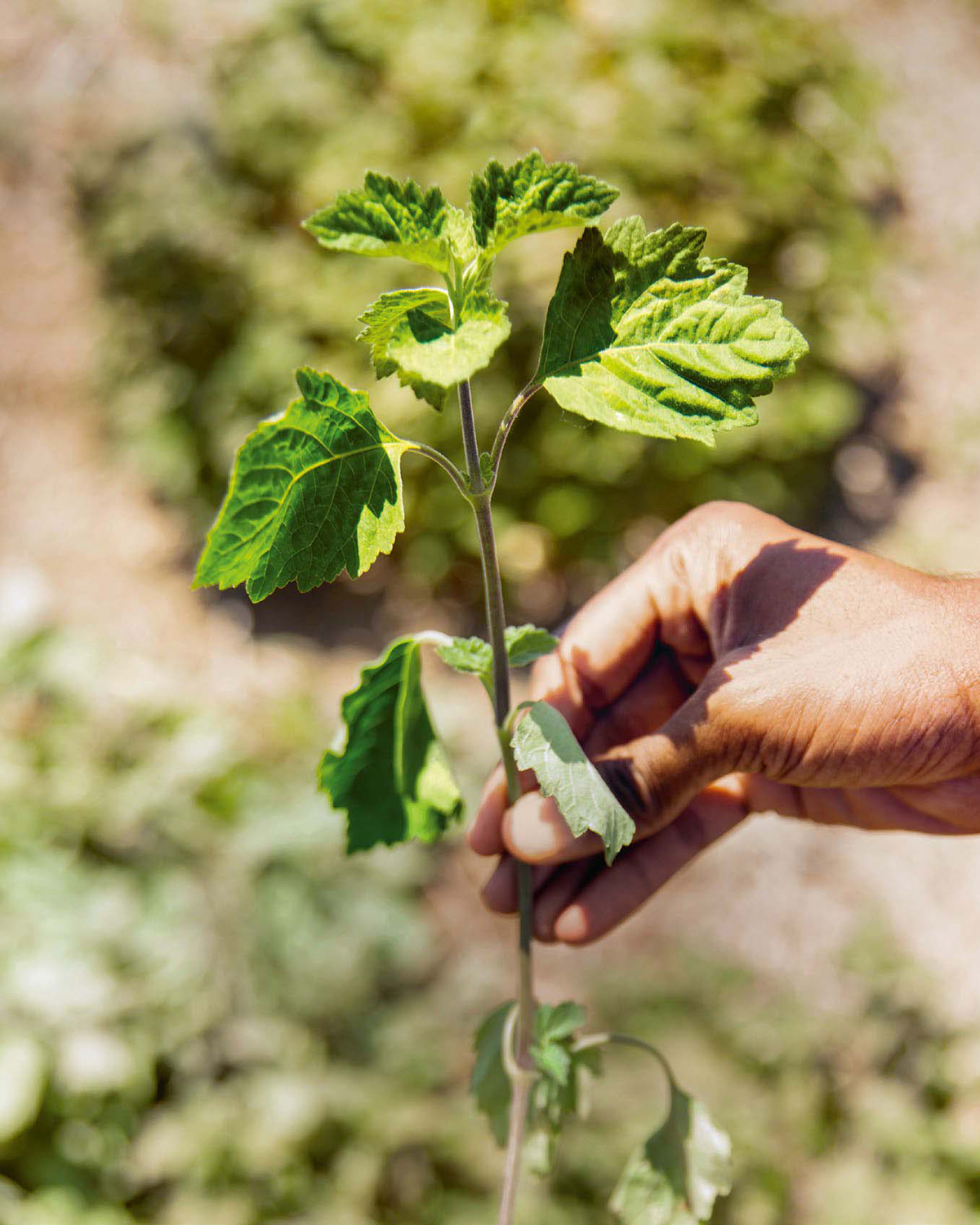 Indonesian Patchouli: The Silent Fragrance Star - always inspiring more...