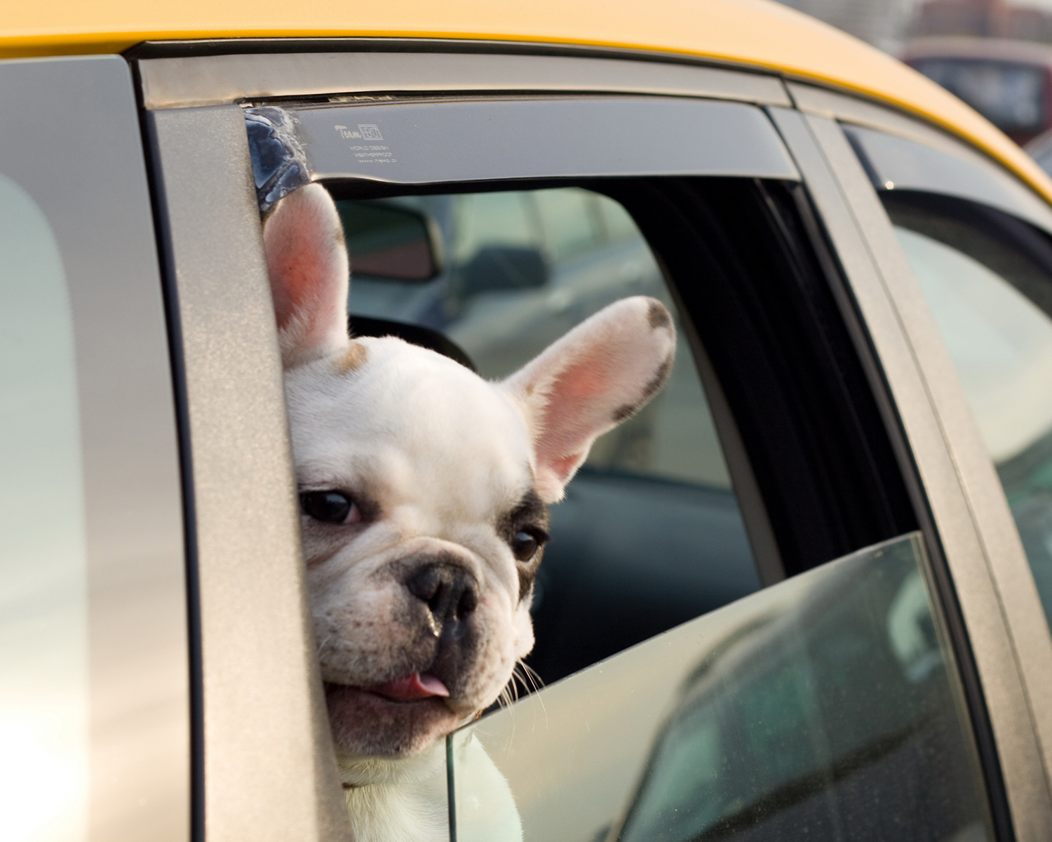 The Globe-Trotting Pet - always inspiring more...