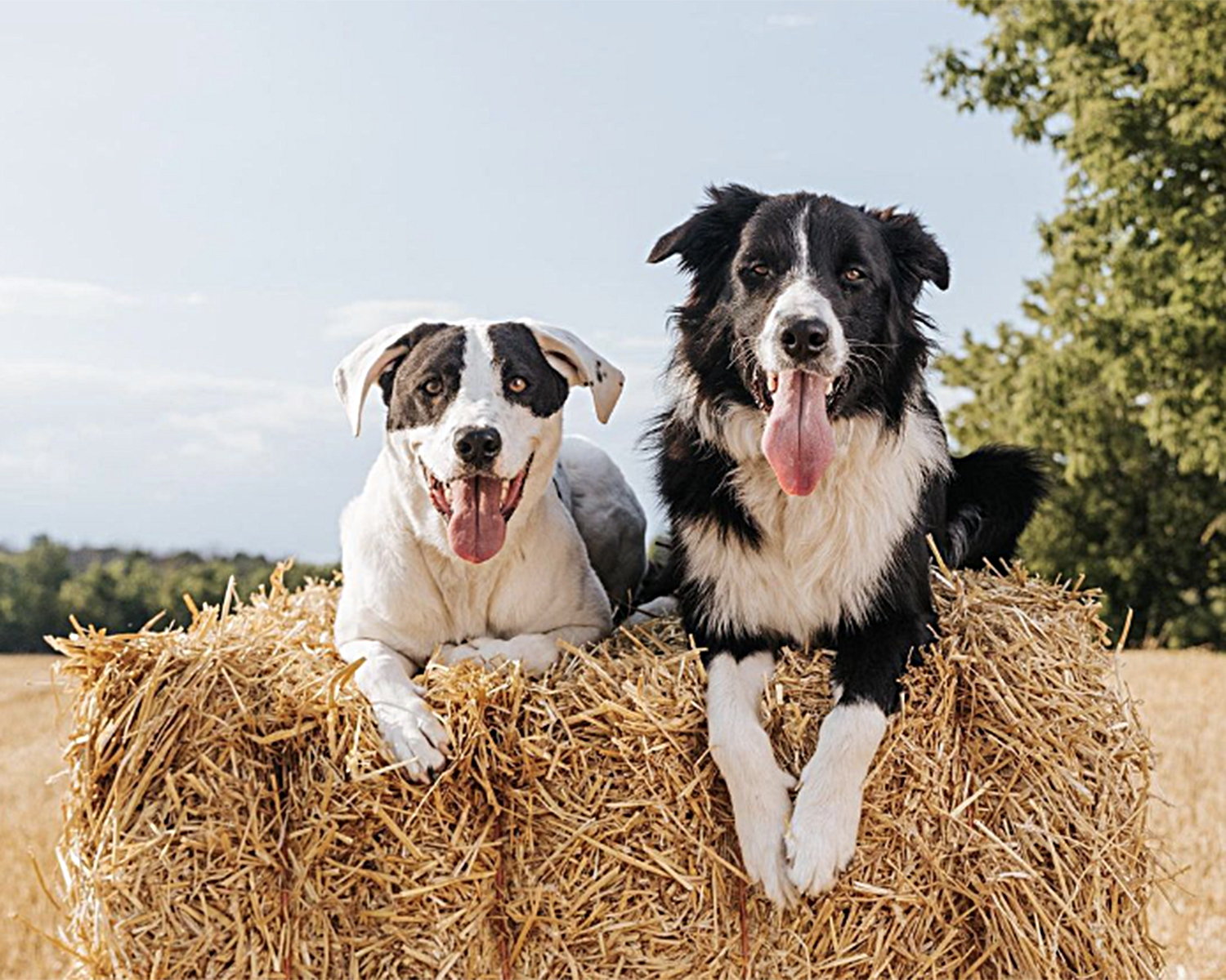 The Globe-Trotting Pet - always inspiring more...