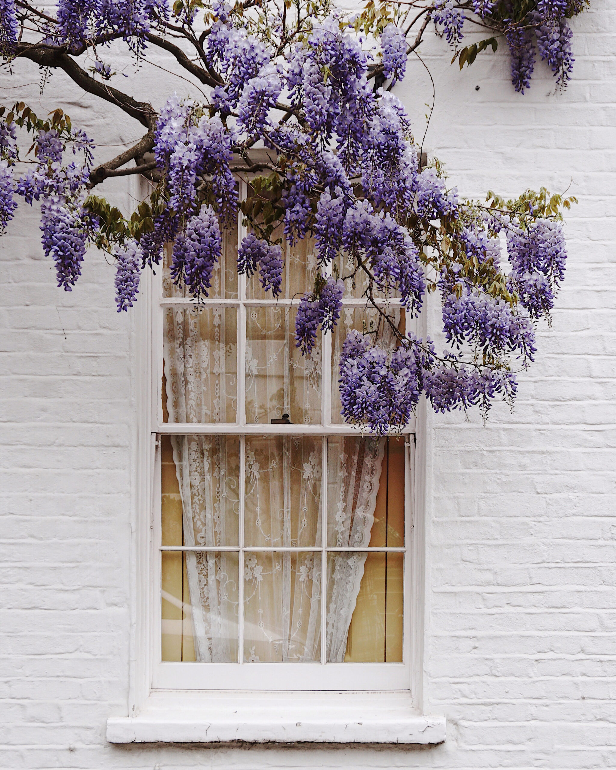 Get your lilac delight with lavender: color, calming, and cuisine ...