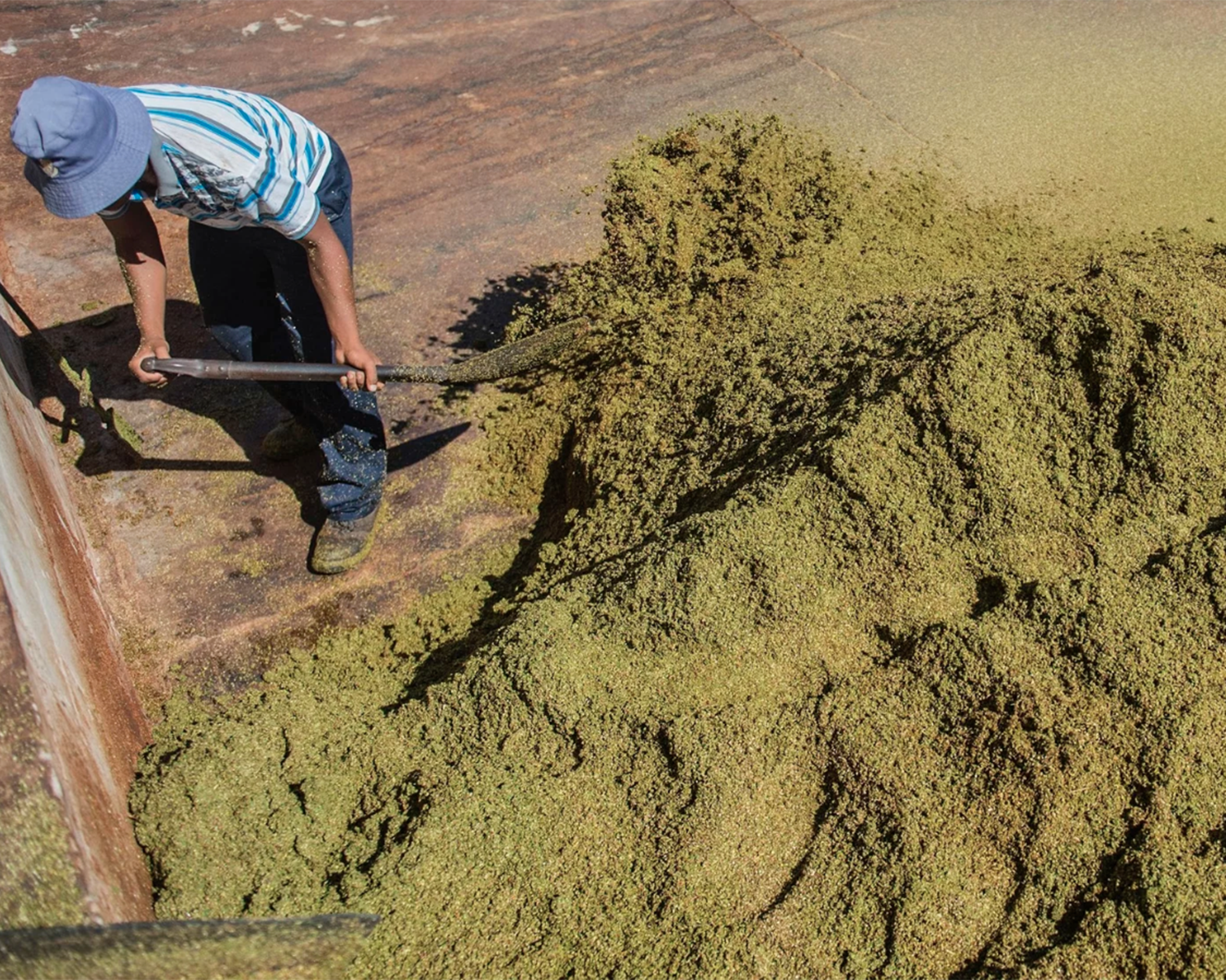 Rooibos: South Africa’s iconic plant - always inspiring more...